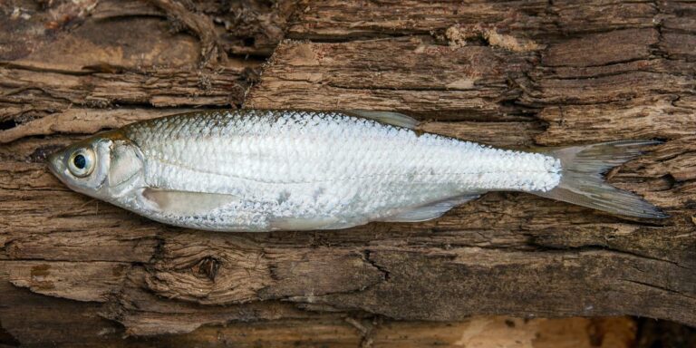 Les 10 poissons de lac les plus communs - Lacustre