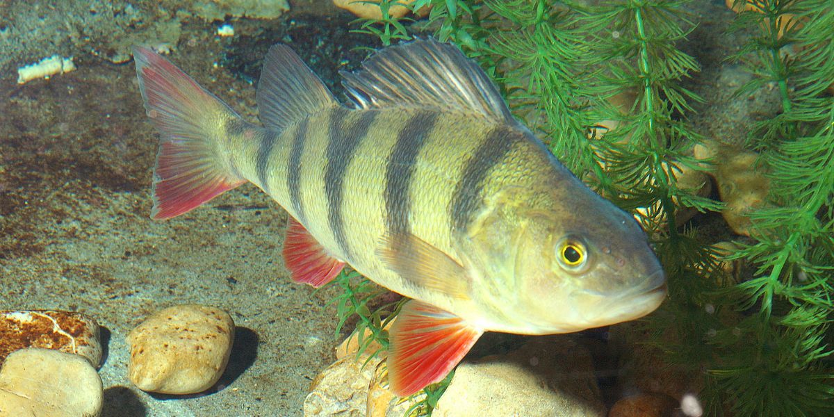 Les 10 poissons de lac les plus communs - Lacustre