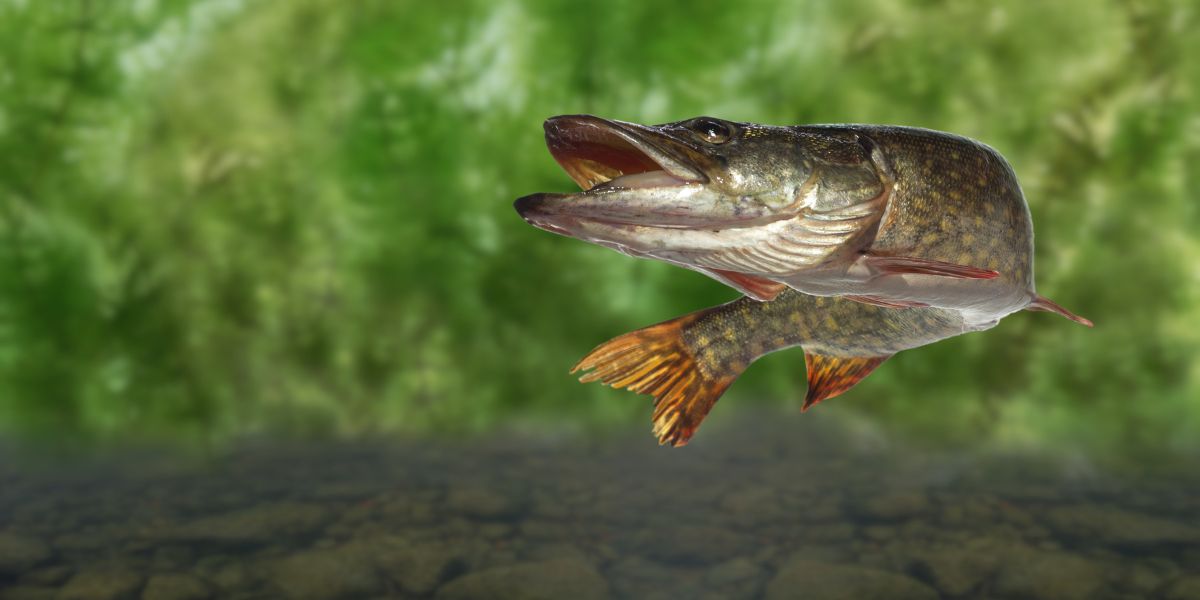 Les 10 poissons de lac les plus communs - Lacustre