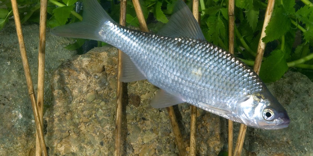 Quels poissons de lac se mangent ? - Lacustre
