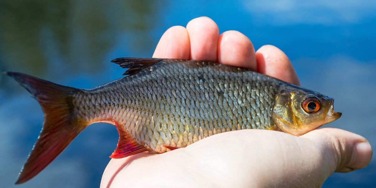 Les 10 poissons de lac les plus communs - Lacustre